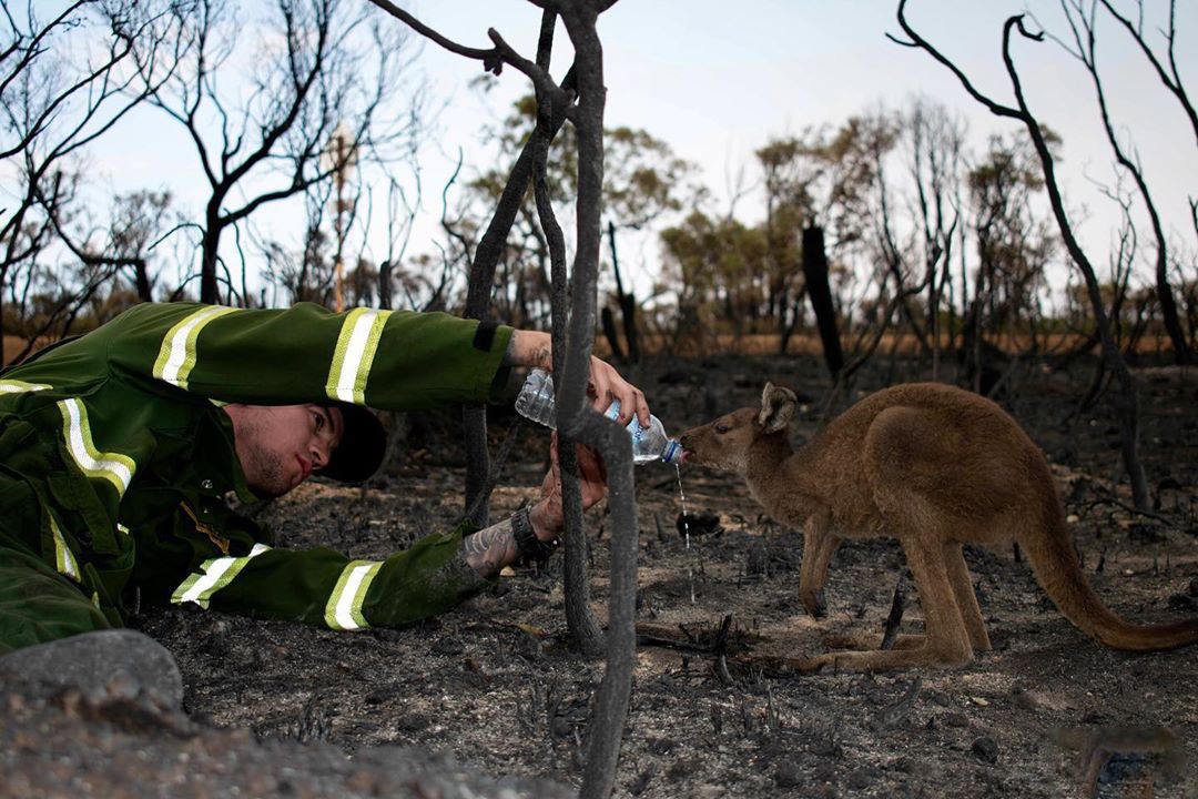 Australia Fire Relief Hats and Beanies – Wyatt's Garage